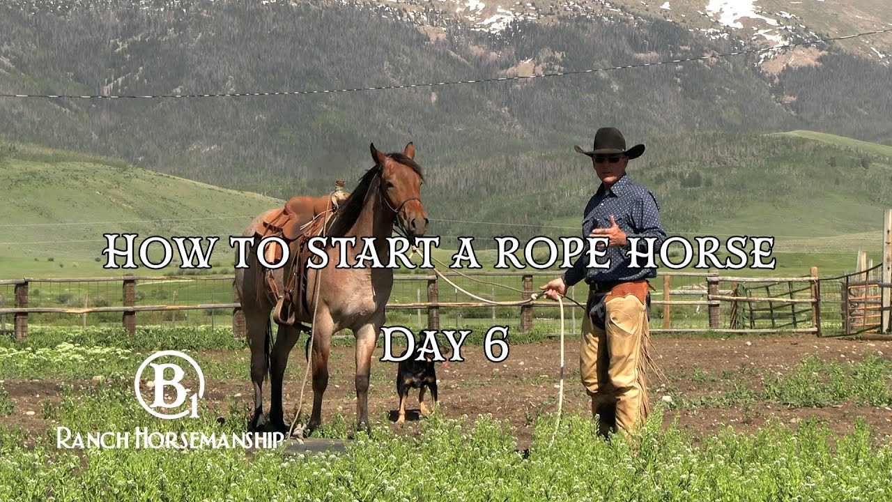 How To Start a Rope Horse Day 6 Preview - YouTube