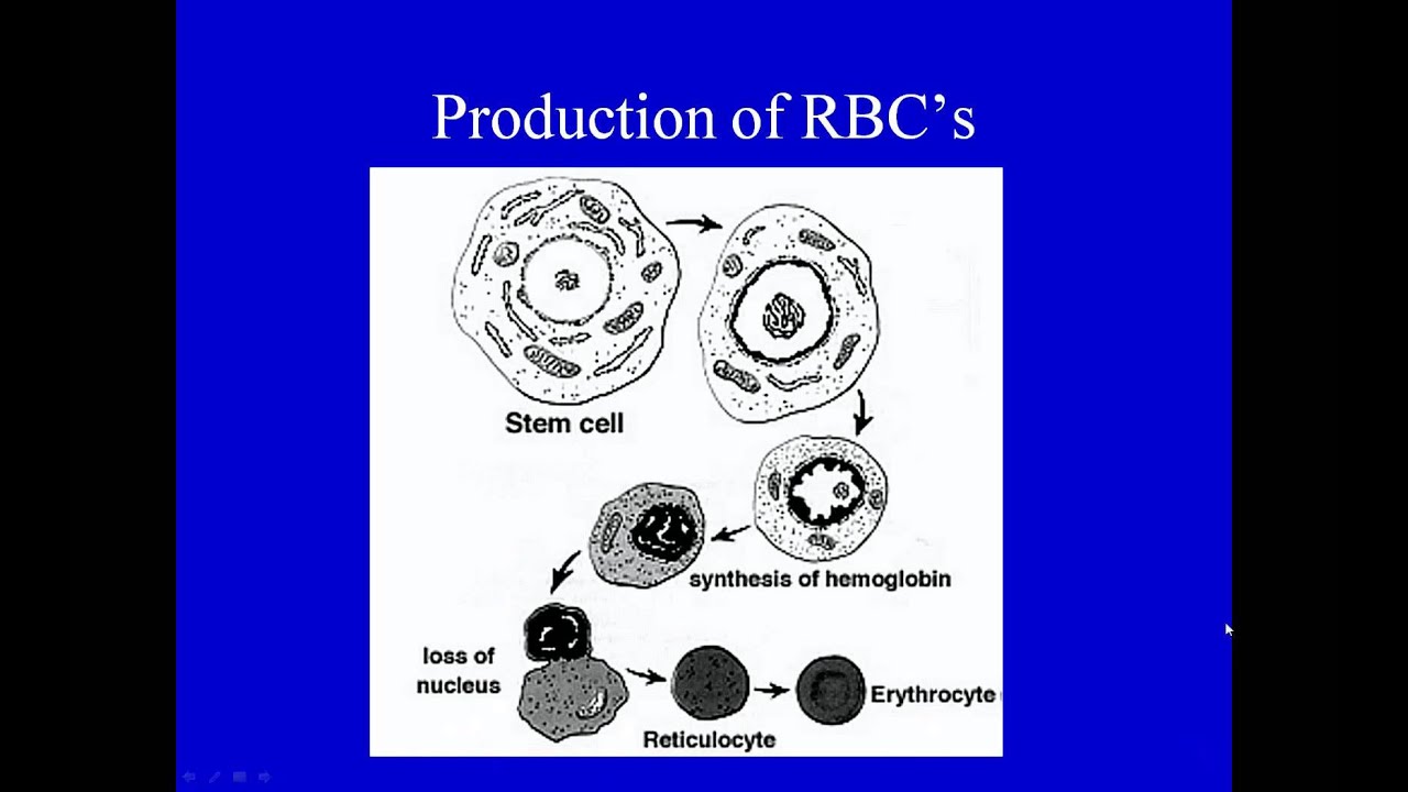 Analysis of the Red Blood Cell Count and Indices - YouTube