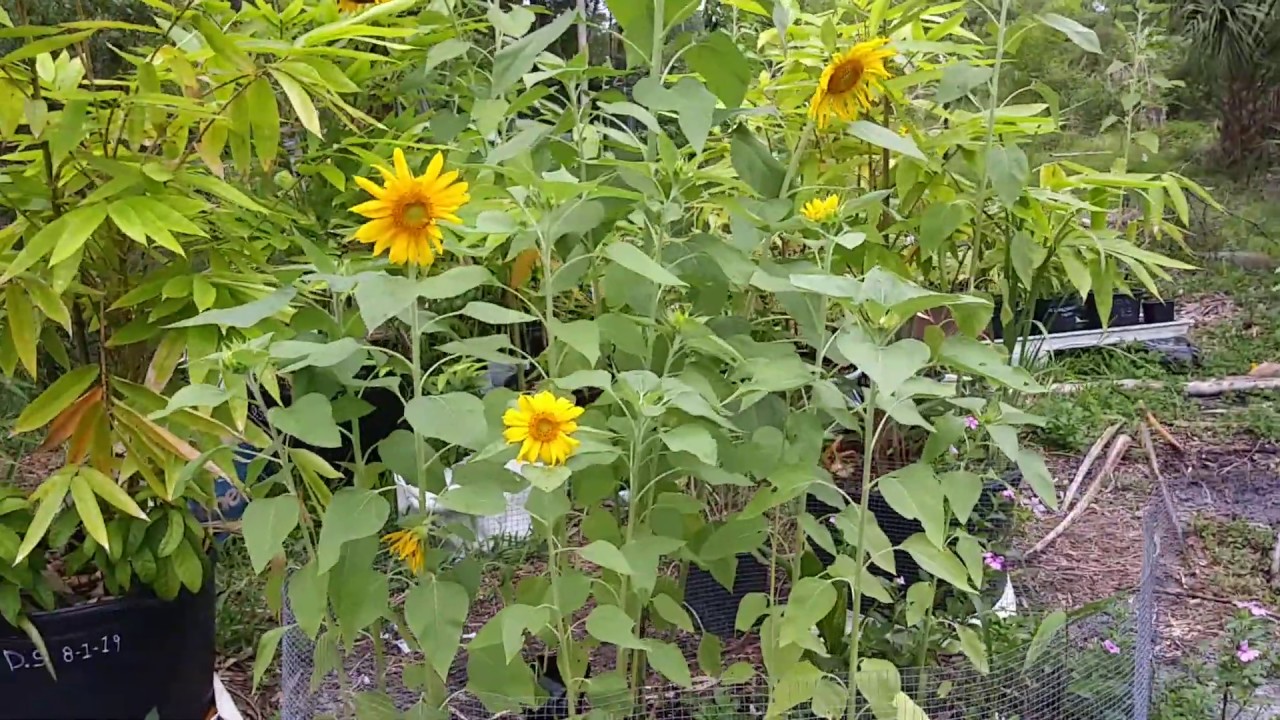 June 06 2020 ginger blossoms and sunflowers - YouTube