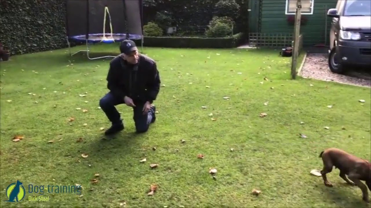 Chase training progress till 9 weeks - YouTube