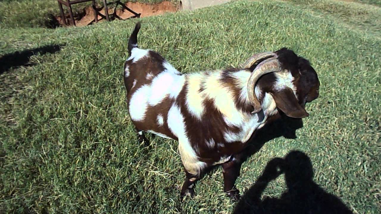 4 P's League Spotted Boer Goats - Cool Spots video - YouTube