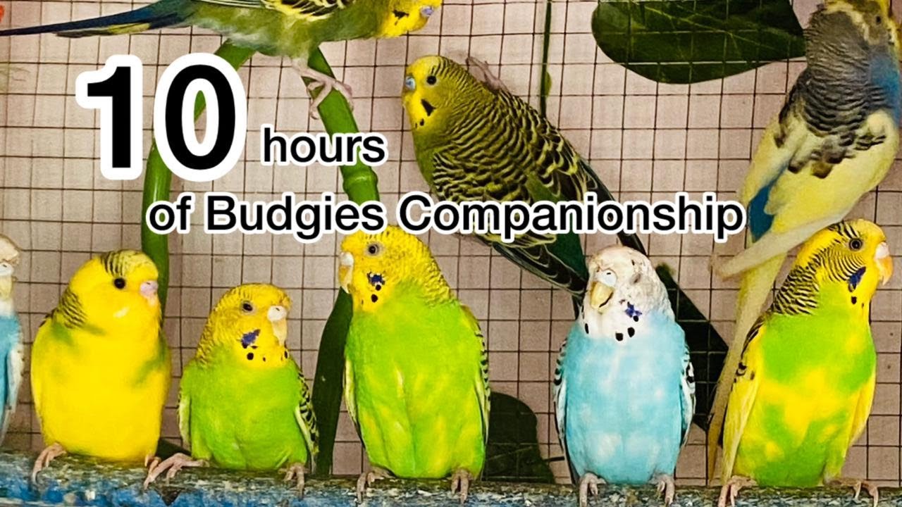 "Parakeet Melodies & Budgies Morning Happiness | 10 Hours of Natural ...