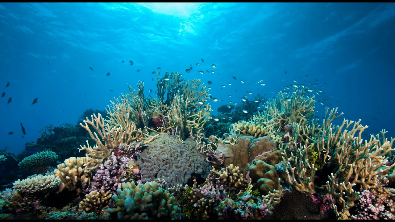 La Grande Barrière de corail est le plus grand récif corallien du monde ...