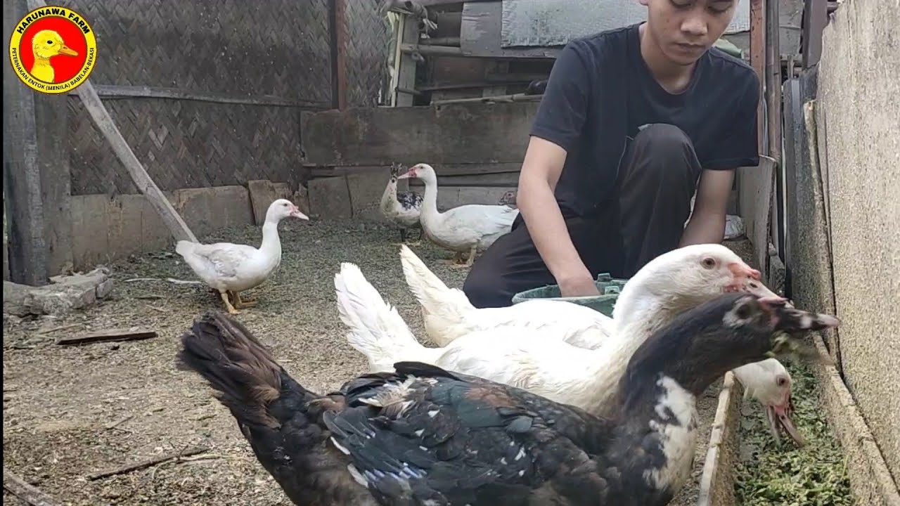 Pakan Alternatif, Entok dijamin Gemuk?! - Tips Ternak entok dari 0 ...