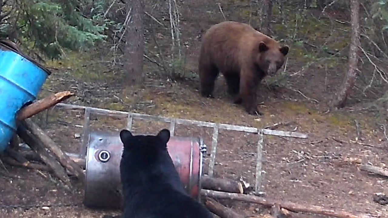 Northern Manitoba Spring Bear Season - YouTube