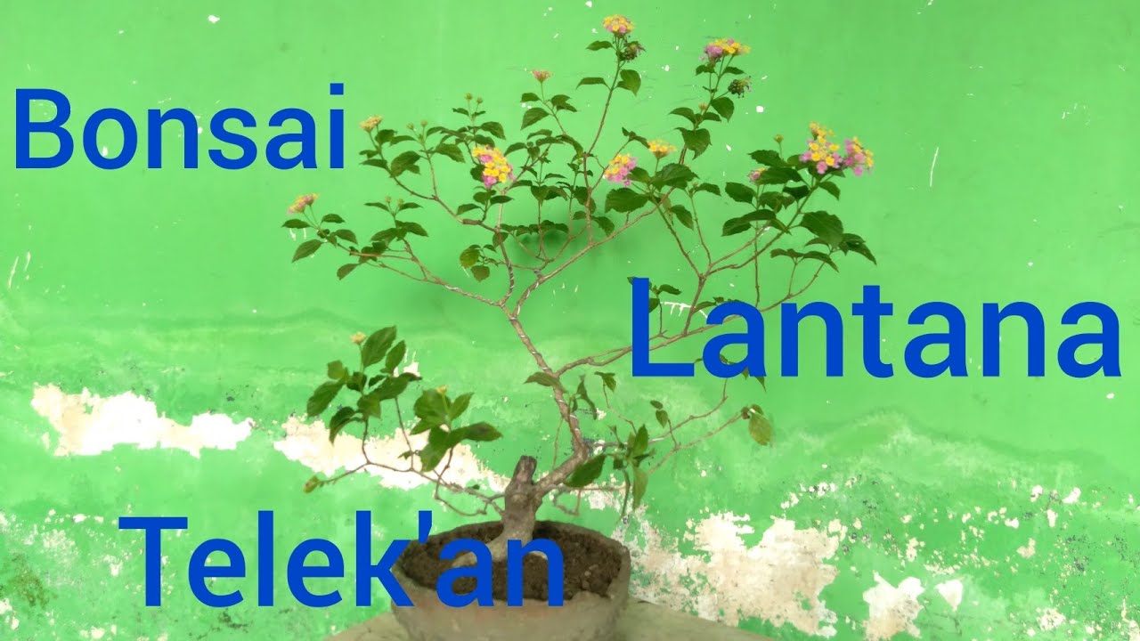 Bonsai Lantana || Telekan || Tembelekan - YouTube