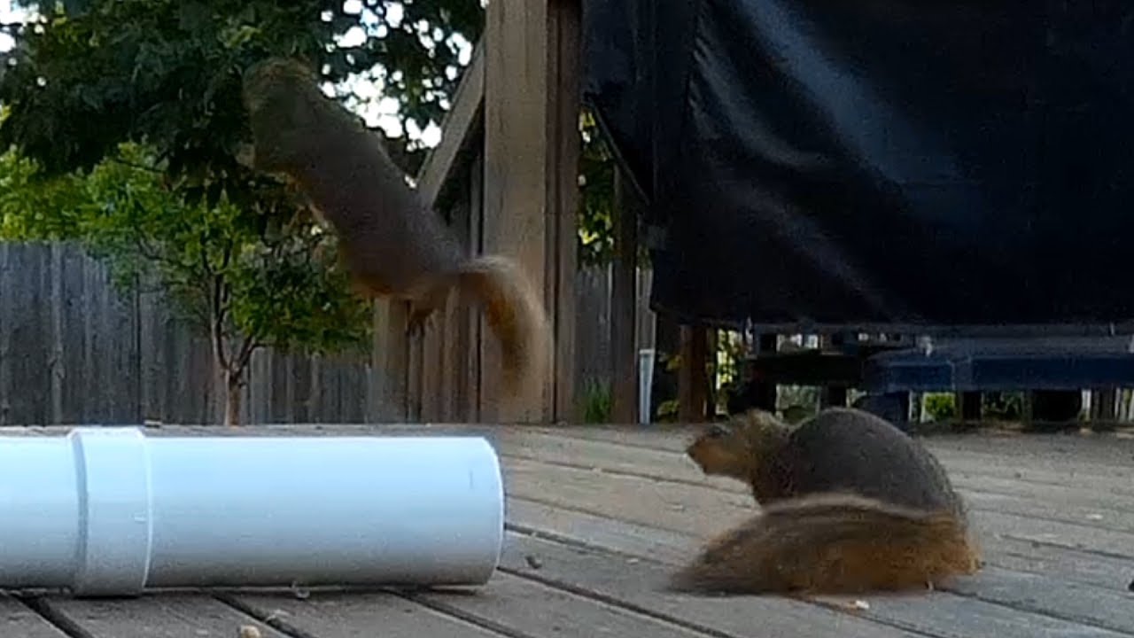 Double Twisting Somersaulting Squirrel - YouTube