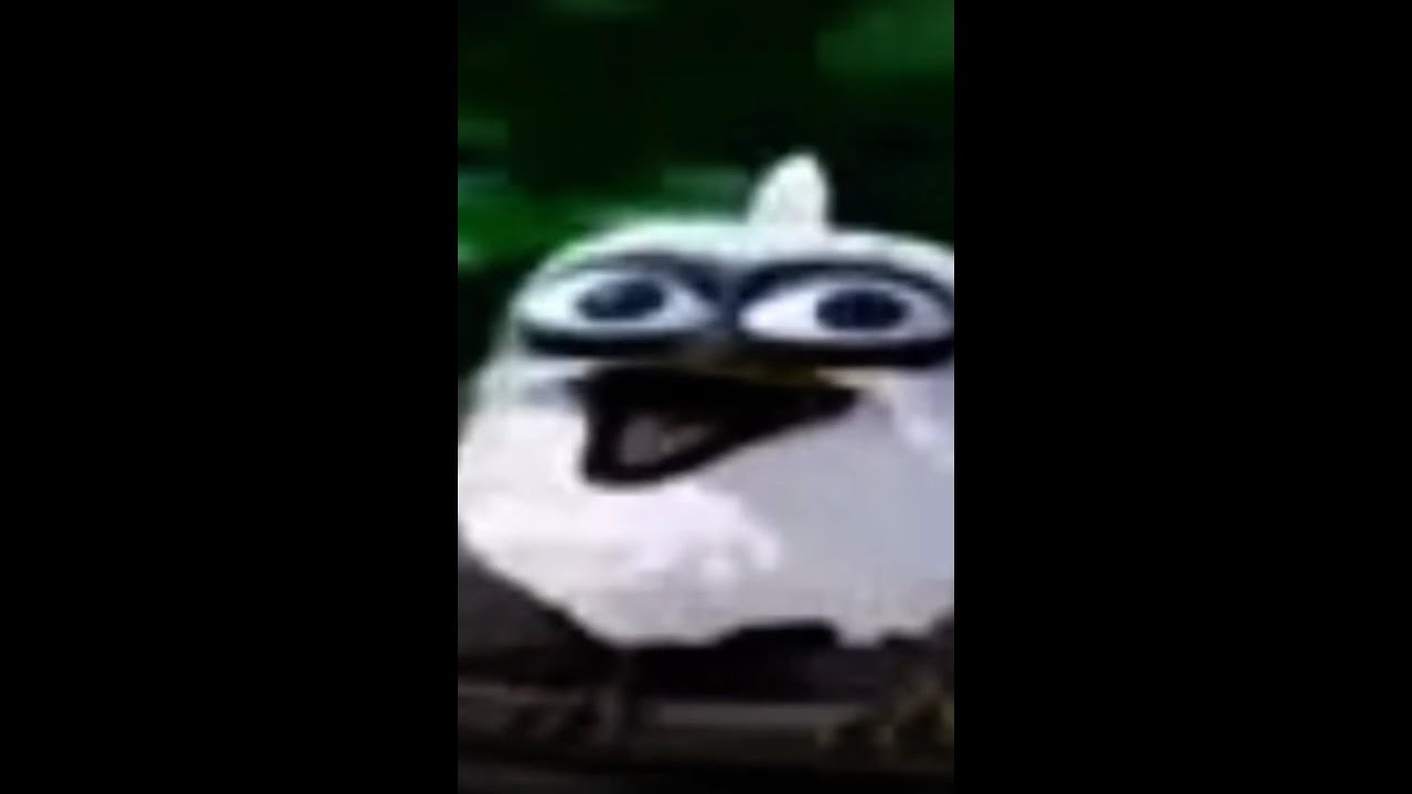 These are the best birds (goofy) - YouTube