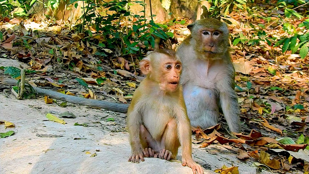 Orphan Little Cherry & Old Man Veany #General Monkey - YouTube