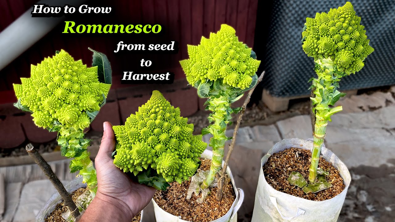 How to Grow Romanesco Cauliflower from Seed to Harvest - Step by Step (Containers & Grow Bags ...