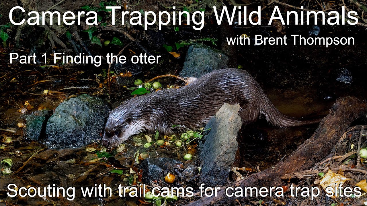 Camera trapping wilds animals using trails cams finding the Otters part ...