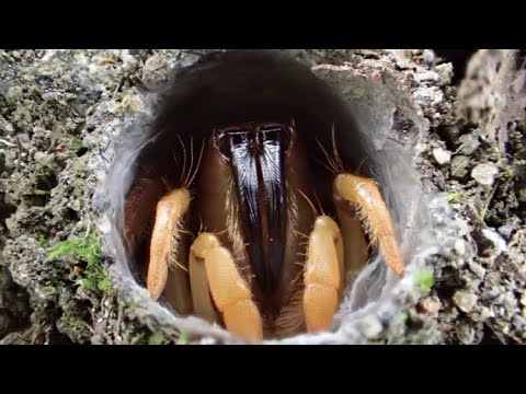 Calommata Signata ( Purse Web Spider ) Rehousing Plus Slings - YouTube