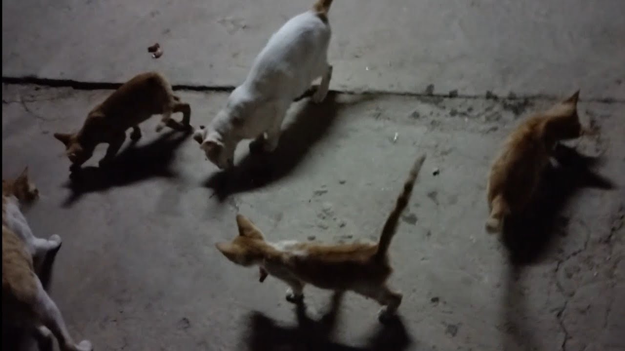FEEDING TO VERY HUNGRY MALNOURISHED STARVING STRAY CATS - YouTube