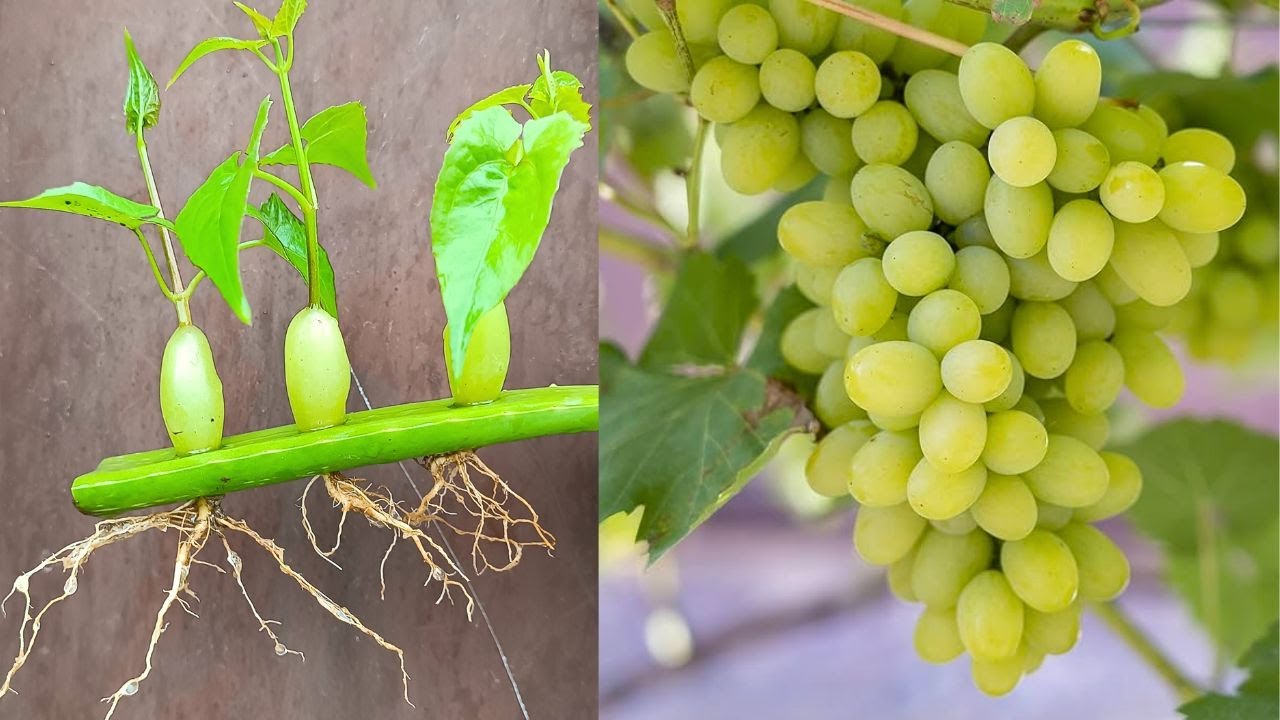 How to grow grape plants from fruit, orange & mango tree from cuttings ...