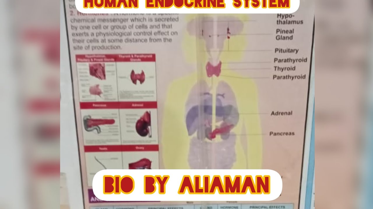 human endocrine system#biology #youtube #health #bio by aliama - YouTube
