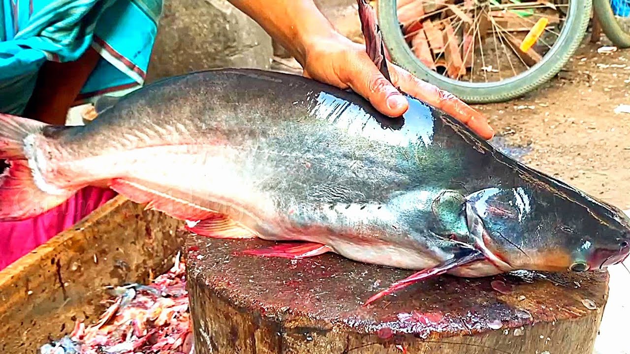 Fastest Giant Pangas Fish Beautiful Cutting Cleaning Skills | Live Big ...
