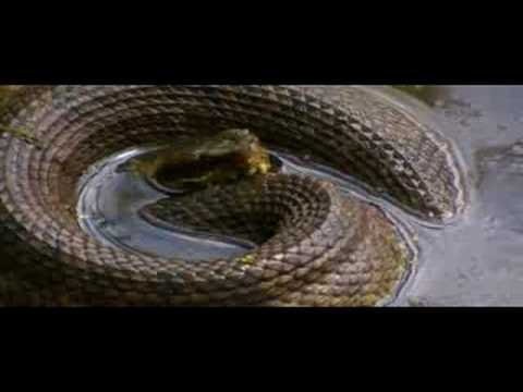 Kentucky Cottonmouth! - YouTube