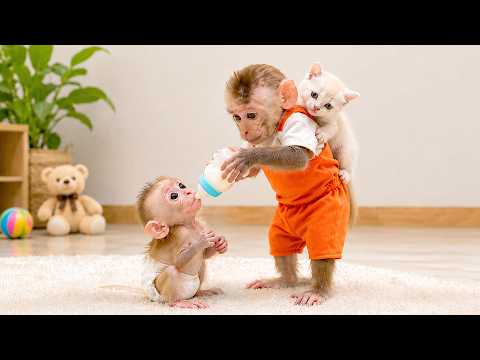Baby Monkey & Newborn Kittens Compilation – Cutest Squad Ever! ❤️