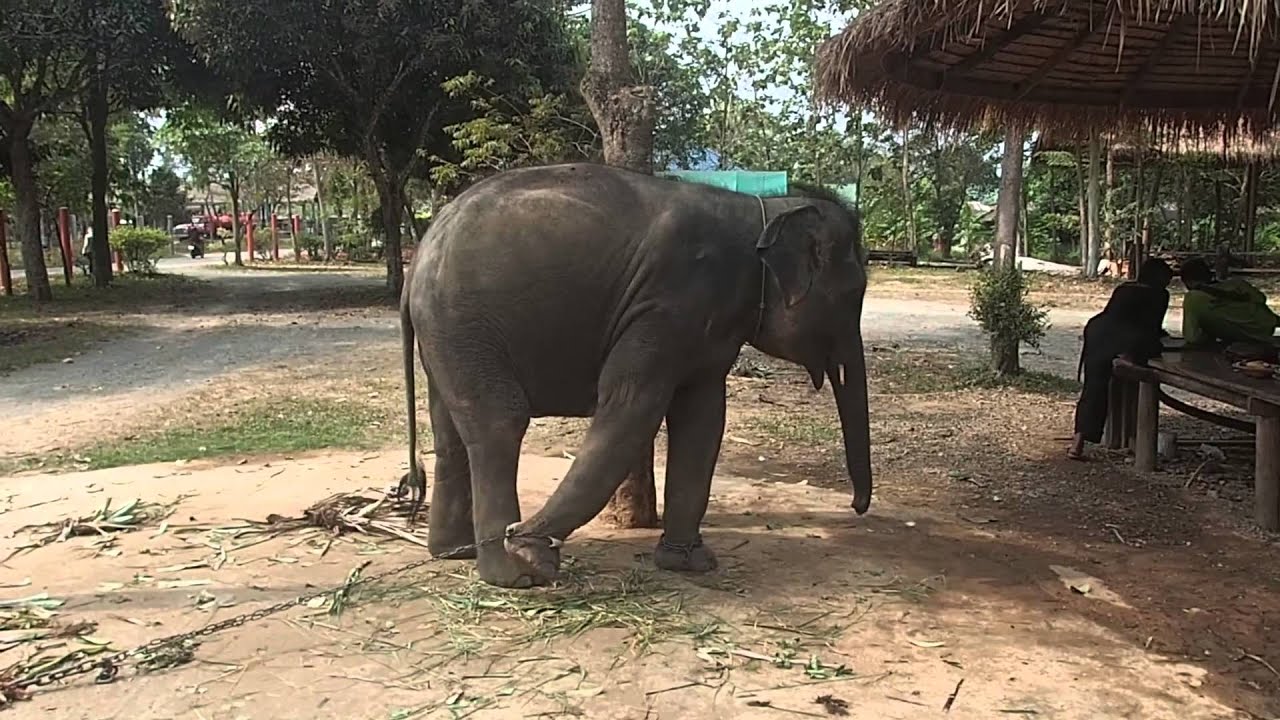 Koh Chang Thailand Elephant Island - Tropical Island Paradise - YouTube