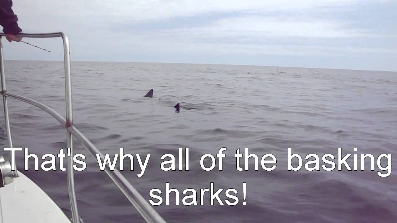 Huge Basking Shark on Cape Cod - YouTube