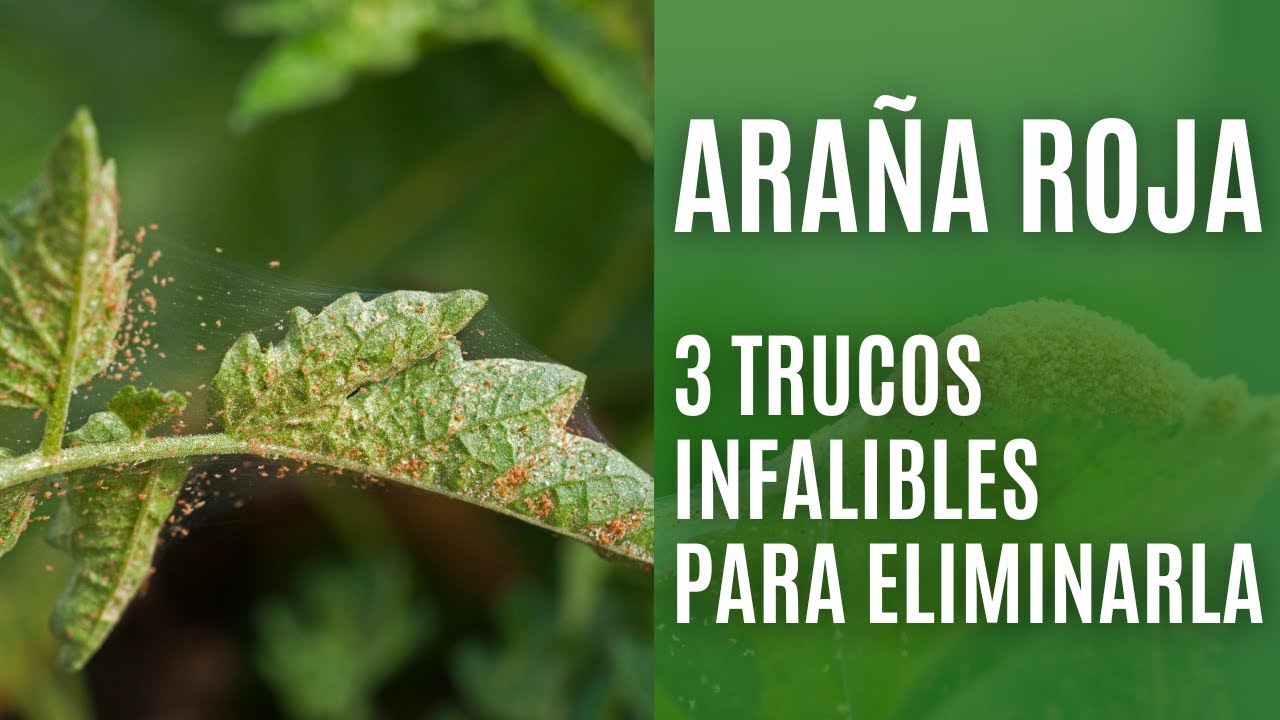 3 trucos infalibles para ELIMINAR la ARAÑA ROJA - YouTube
