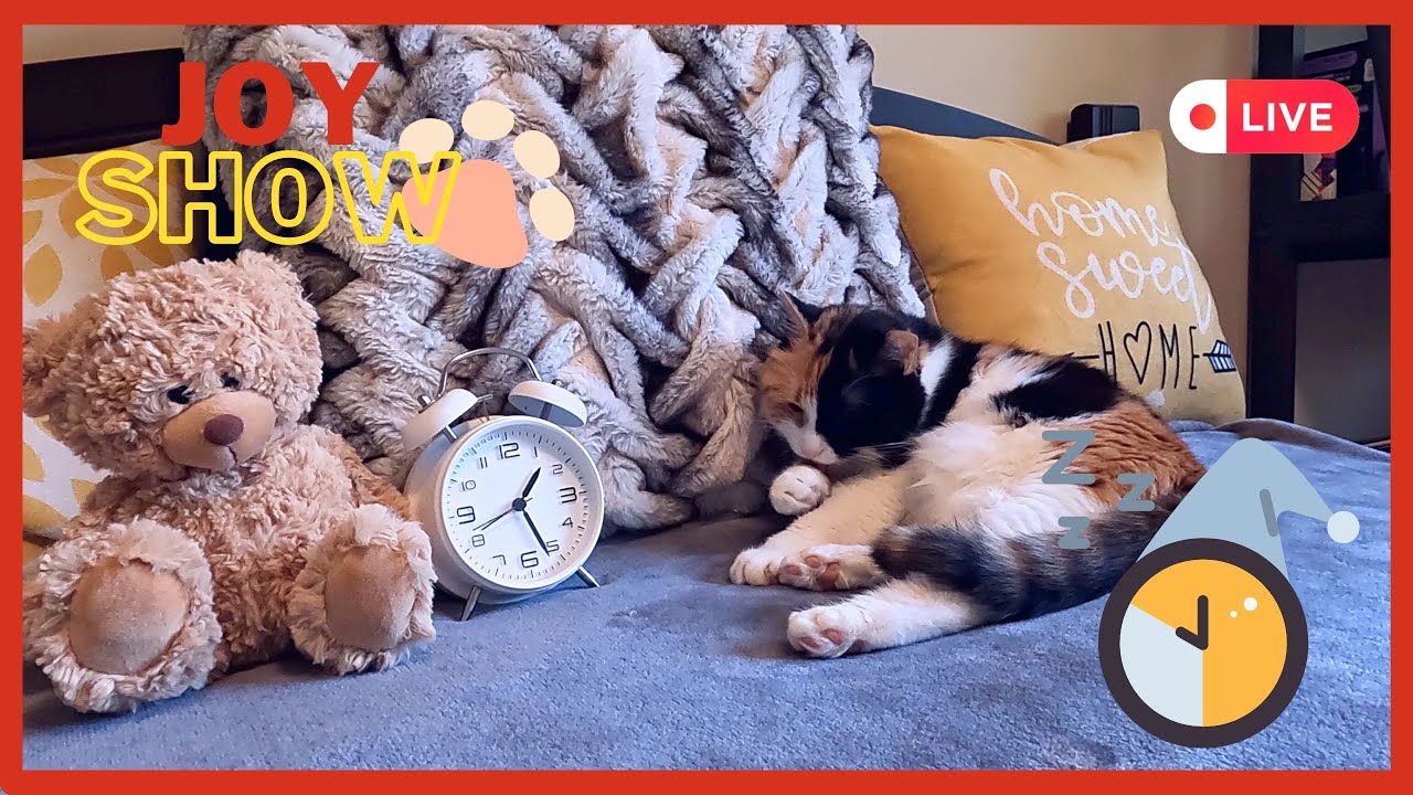 2023 Joy Show (No Music): My Cat Joy's Purring to Help You Relax and De ...