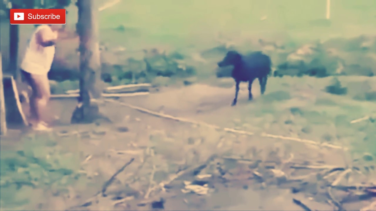 Mountain Goat vs Man - Extremely Funny Fight - YouTube