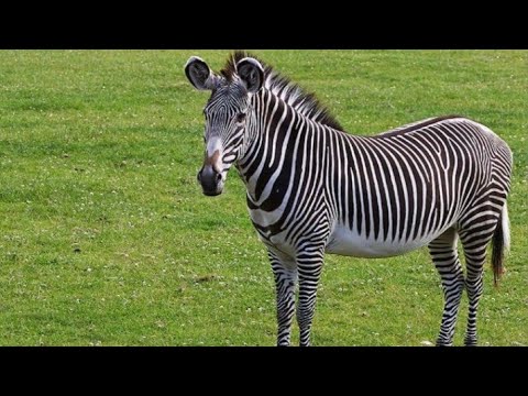 Zebra / Zebra video / Zebra sounds / Zebra noise / Animal sounds / zoo ...