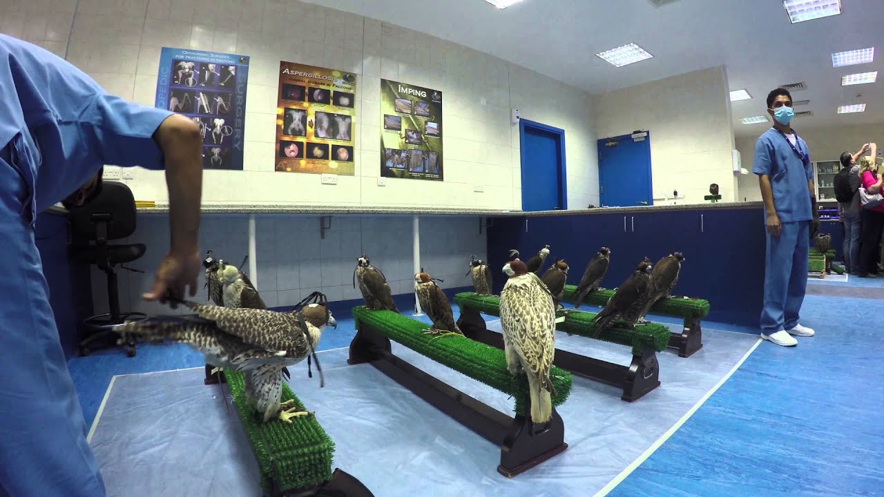 Falcon Hospital Tour - Abu Dhabi, UAE 4K - YouTube