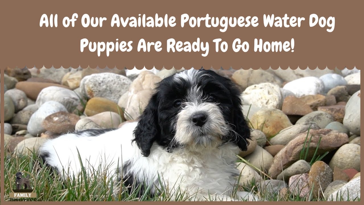All of Our Available Portuguese Water Dog Puppies Are Ready To Go Home ...