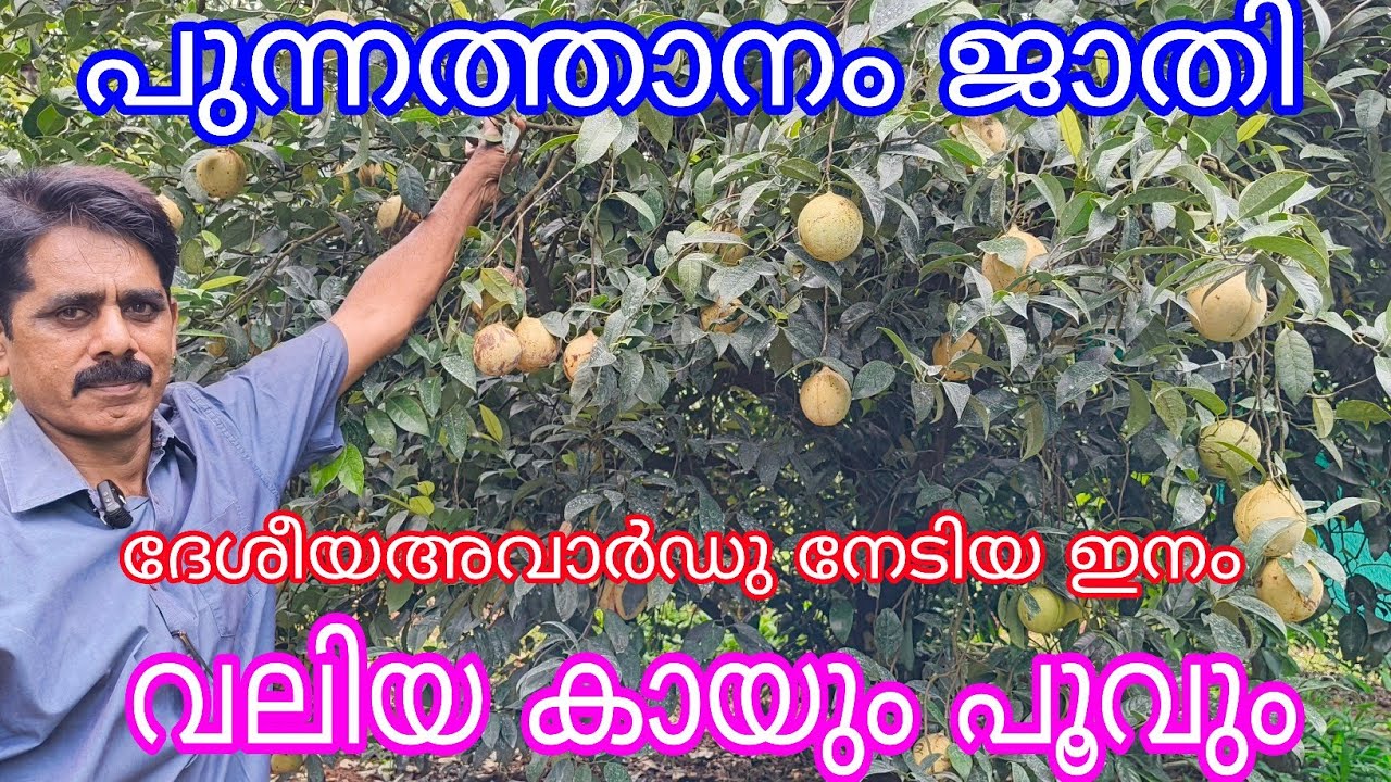 Punnathanam Nutmeg#National Award#Antony Muniyara Vlogs - YouTube