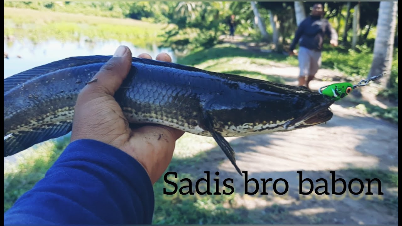 Casting ikan gabus bikin lupa mancing di karang dangkal.. - YouTube