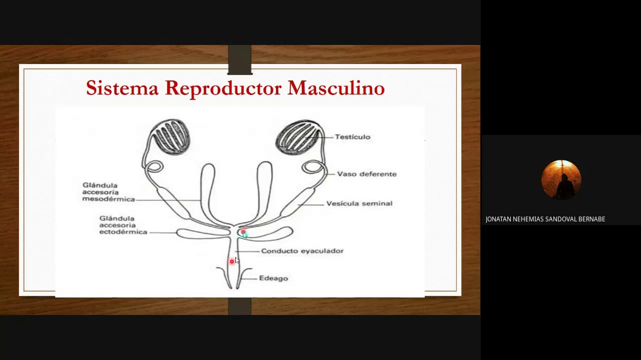 sistema reproductor de una cucaracha ( Identificando las partes que lo ...