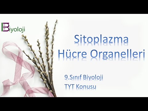 9.sınıf biyoloji sitoplazma ve hücre organelleri ders notları pdf