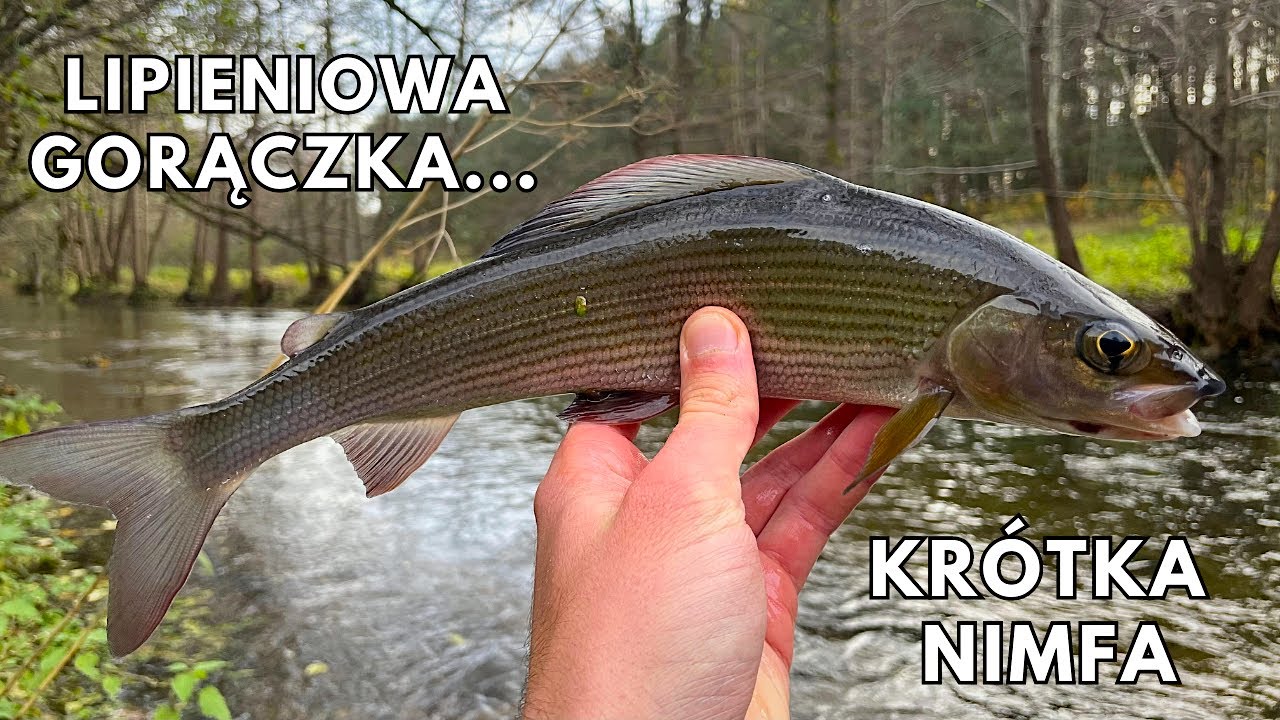 Pomorskie Lipienie na Krótką Nimfę | Jesienne Wędkarstwo Muchowe ...