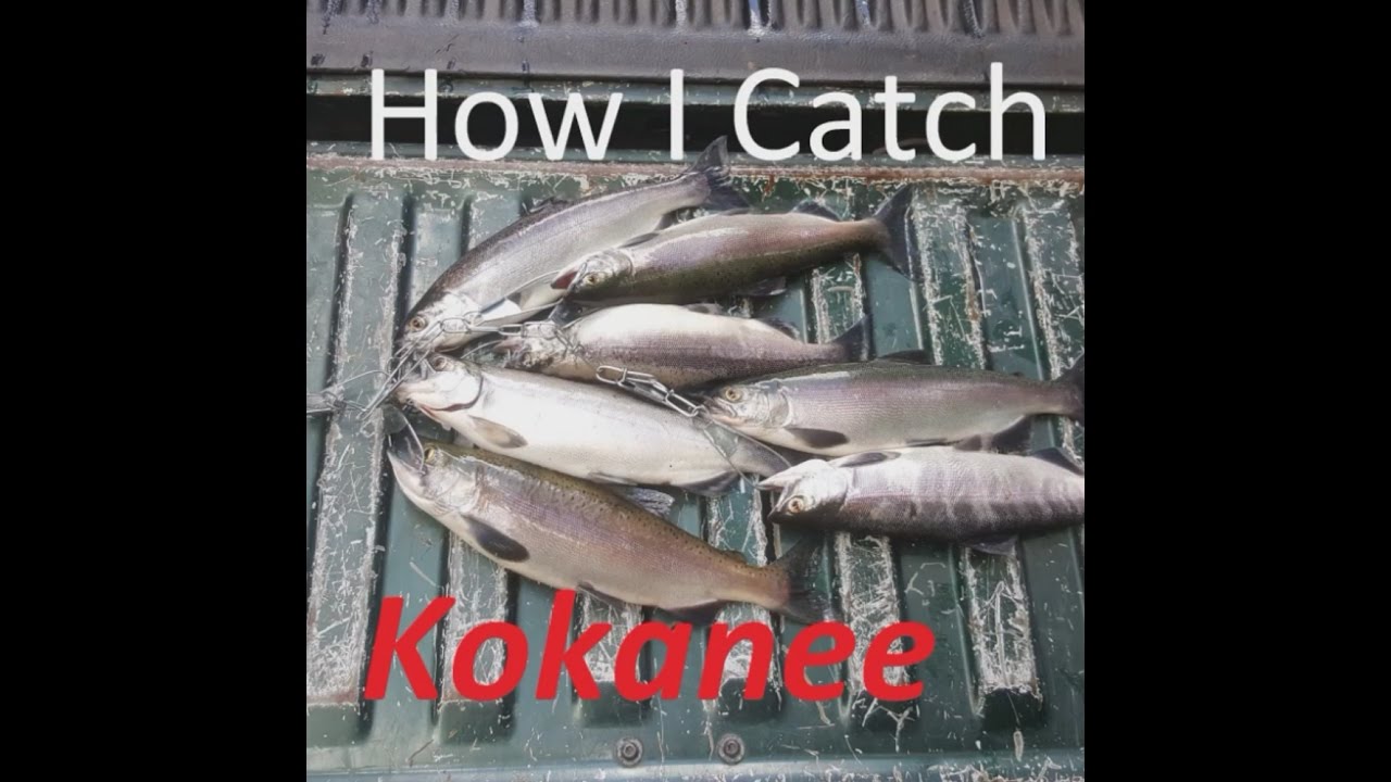 Kokanee Fishing Lake Sutherland WA late September 2016 (Western ...