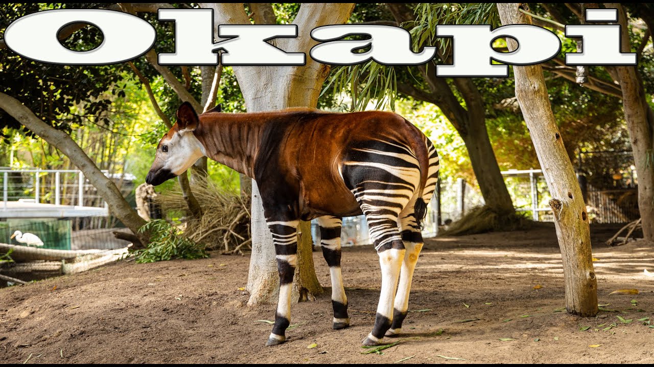 Okapi - YouTube
