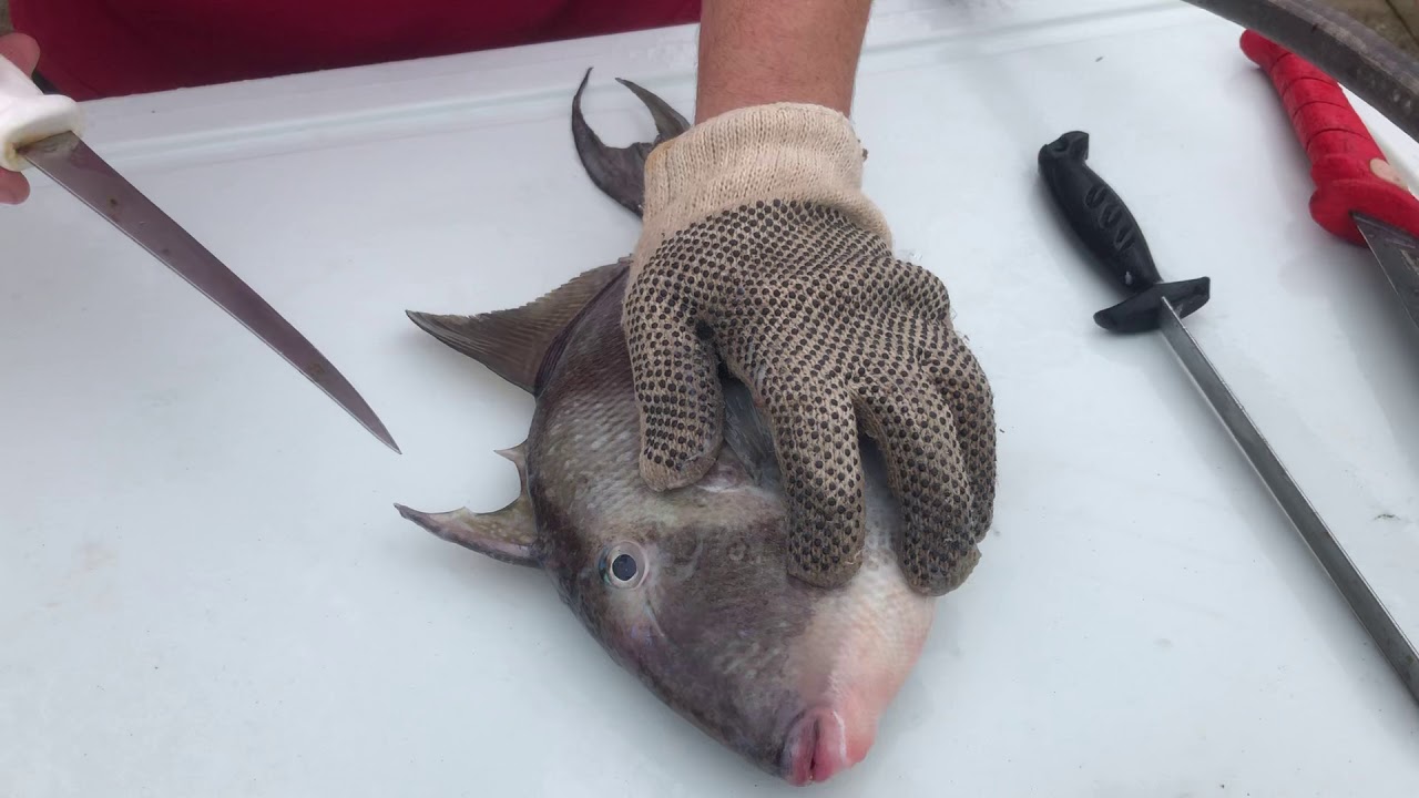 How-to filet a trigger - YouTube