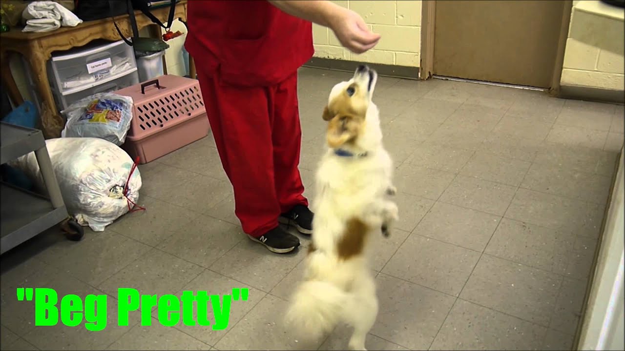 Gizmo - CARA's Very Smart Papillon Mix - YouTube