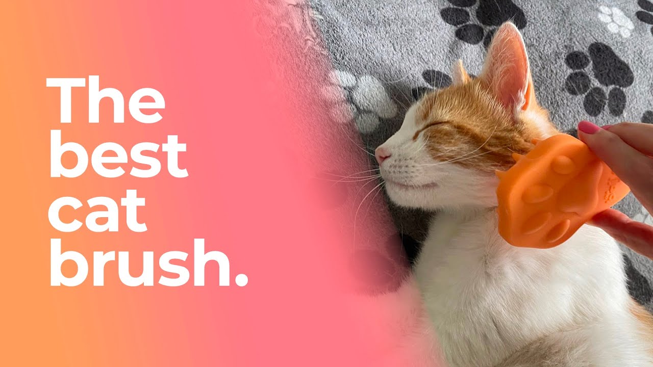 The Best Cat Brush - The Bailey Brush Cat & Dog Brush - Introduction ...