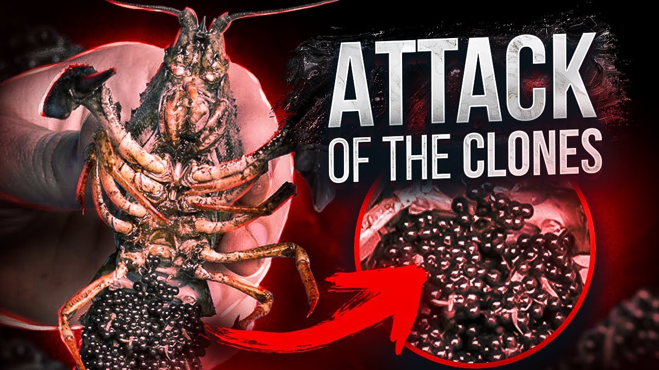 These Species EXPLODE Ecosystems - YouTube