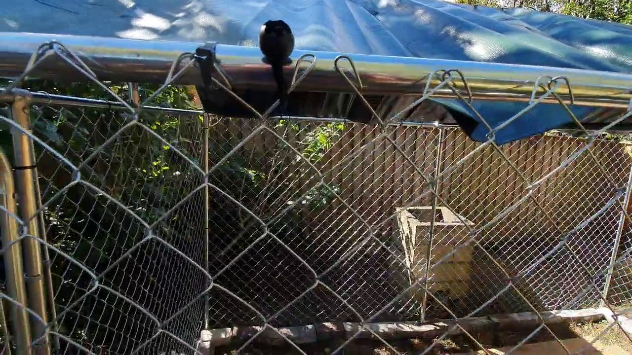 How To Build Chain Link Outdoor Dog Kennels at Marjorie Lockett blog