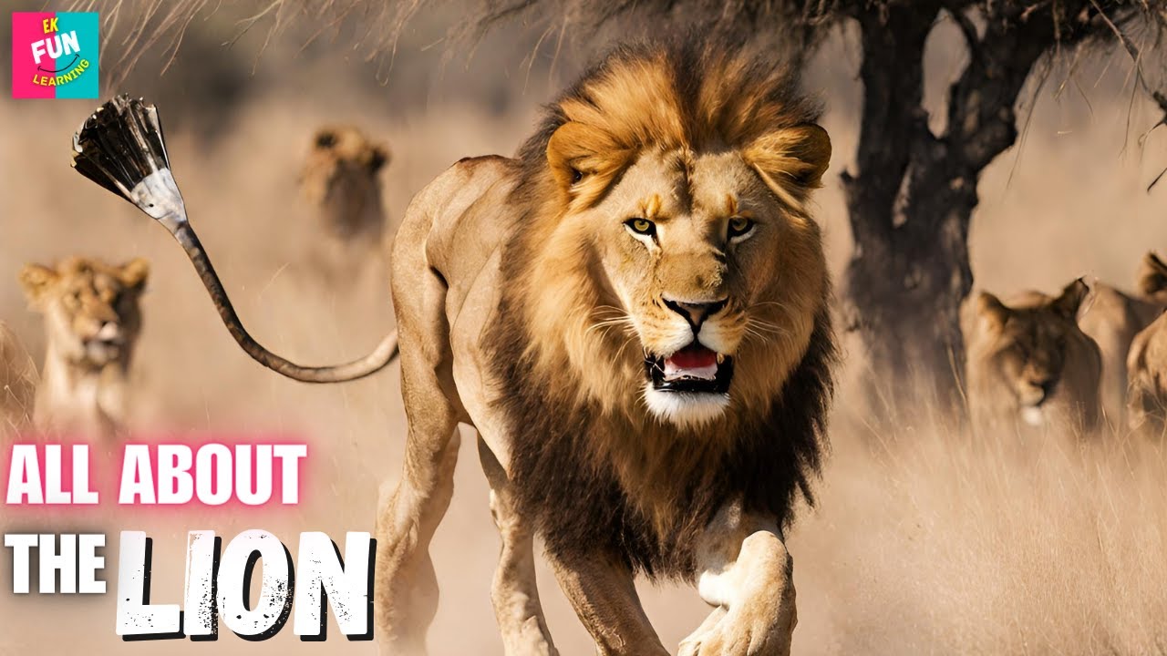 Lion Kingdom Explorers | Fun Learning for Kids! Educational Wildlife ...