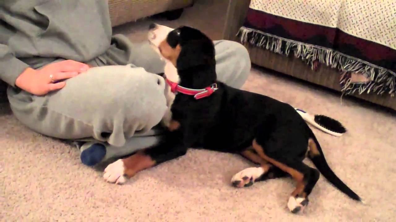 Swissy Puppy Tricks - YouTube