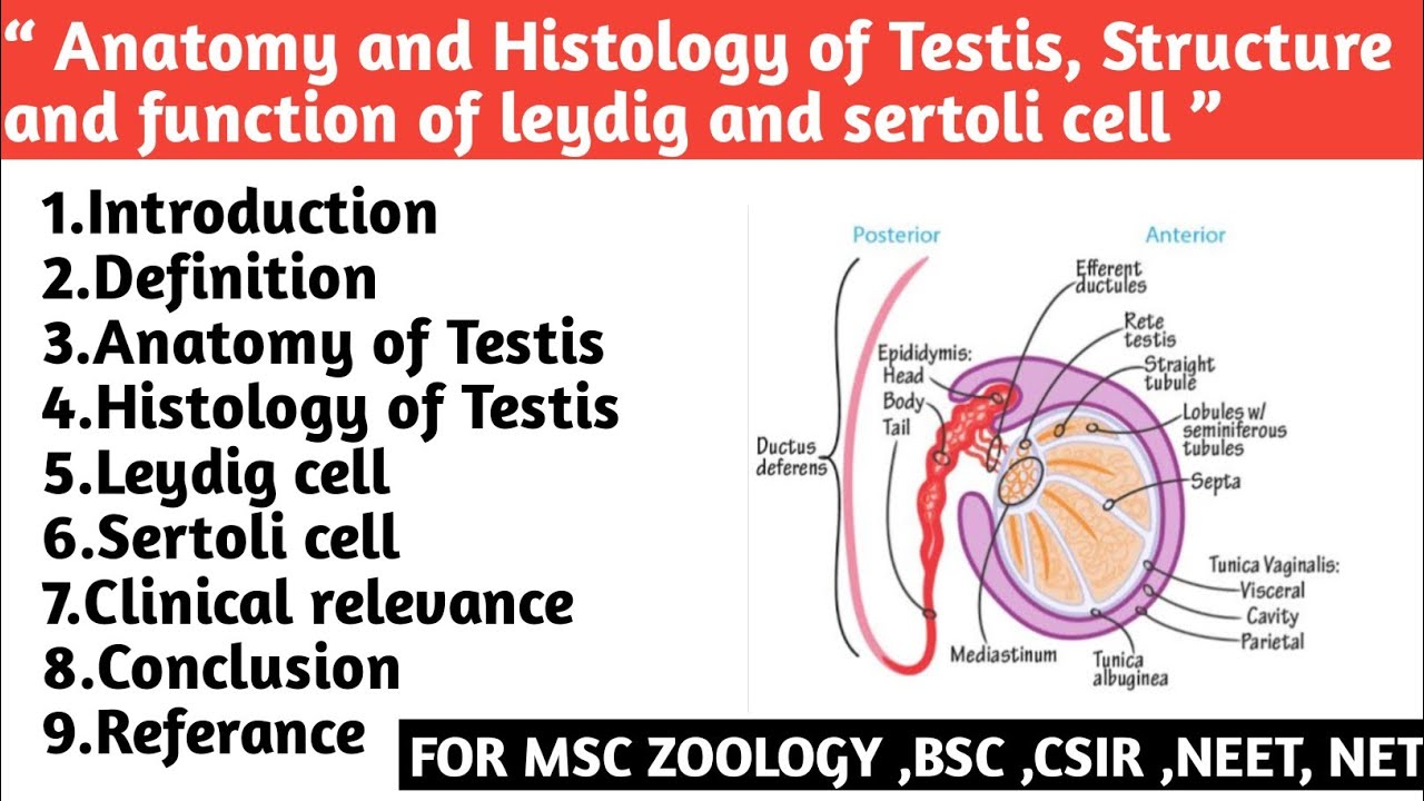 Anatomy and Histology of testis Structure , Function of leydig and ...