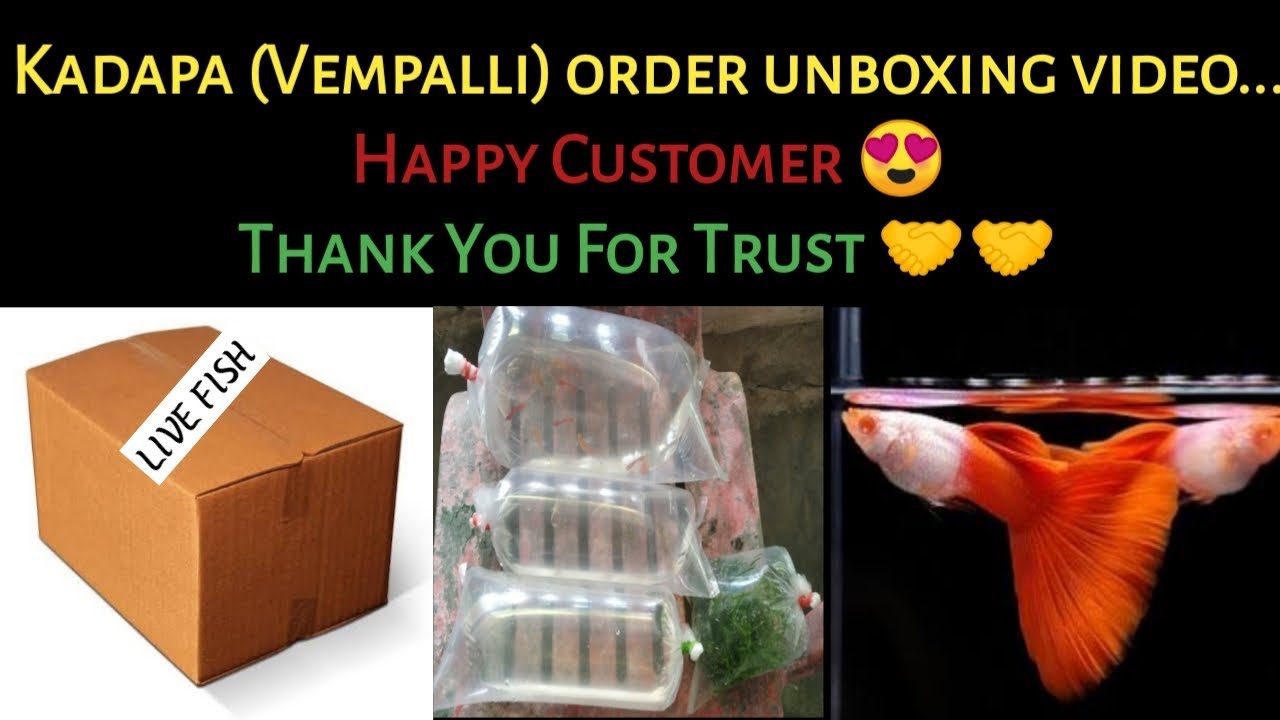 Kadapa(Vempalli) Order Unboxing video || Avanthika Aquatics || Ph ...