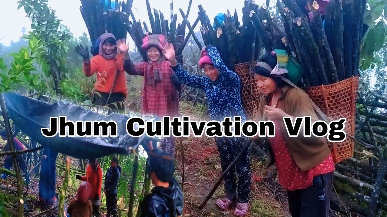 Jhum Cultivation Vlog🥰 - YouTube