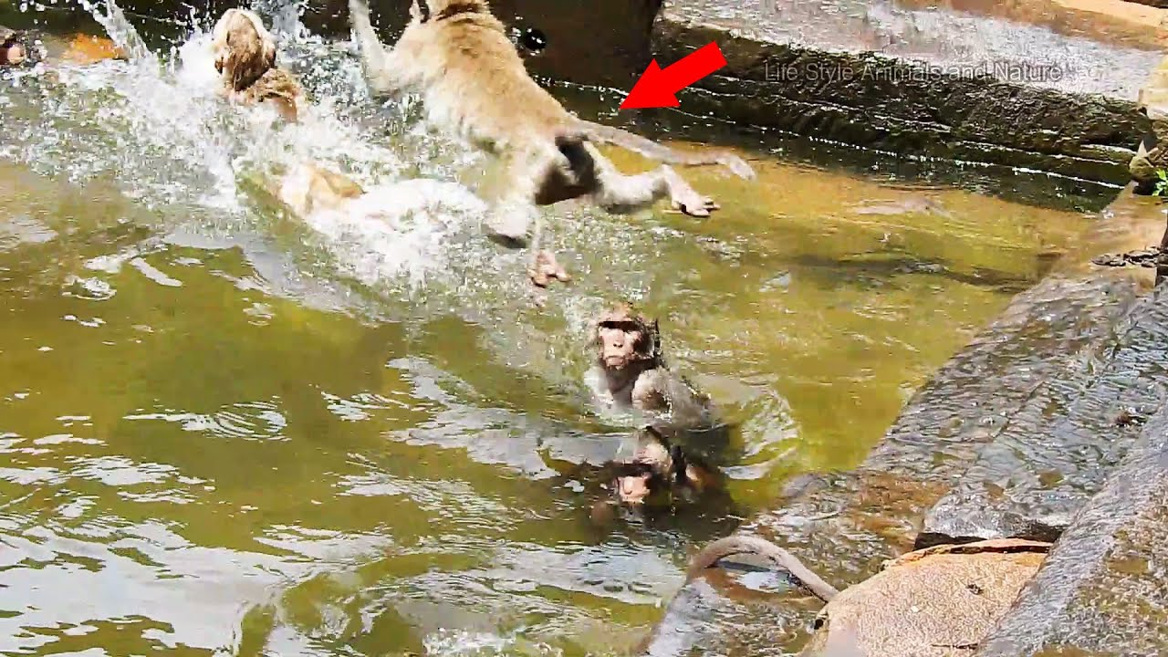 WOW...Good Clip !! Good Afternoon from monkeys jumping take a shower so ...