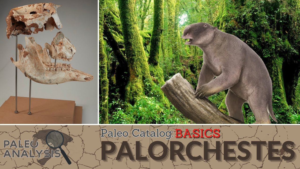 Paleo Catalog Basics: Palorchestes (Marsupial Ground Sloth?) - YouTube