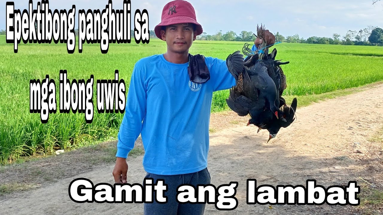 Mabilis at Epektibong paraan ng panghuli ng ibon gamit ang lambat ...